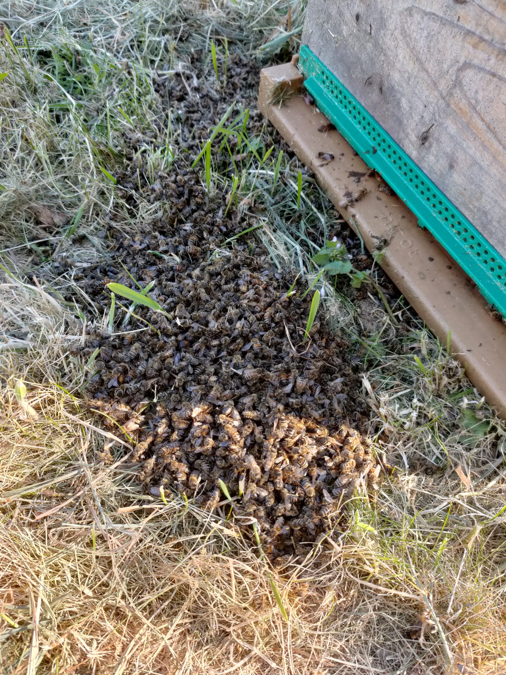- L'apiculture durable : un acteur essentiel pour sauver la biodiversité