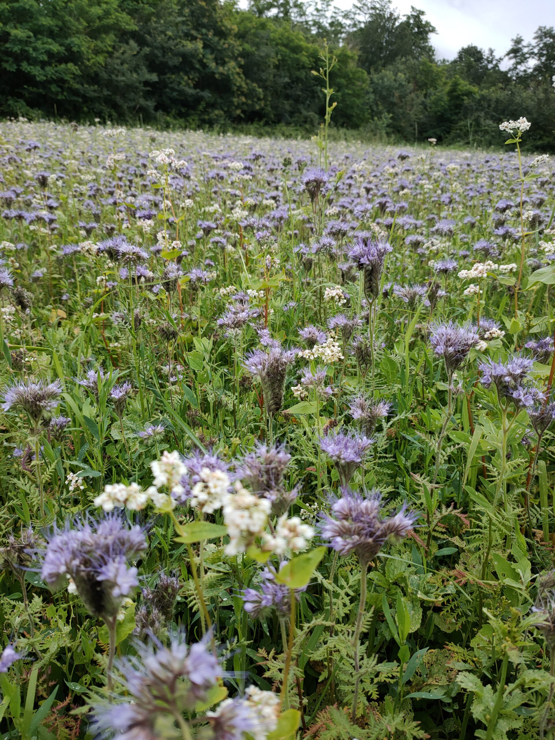 Pollinisation : rôle crucial des abeilles - Texereau Apiculture