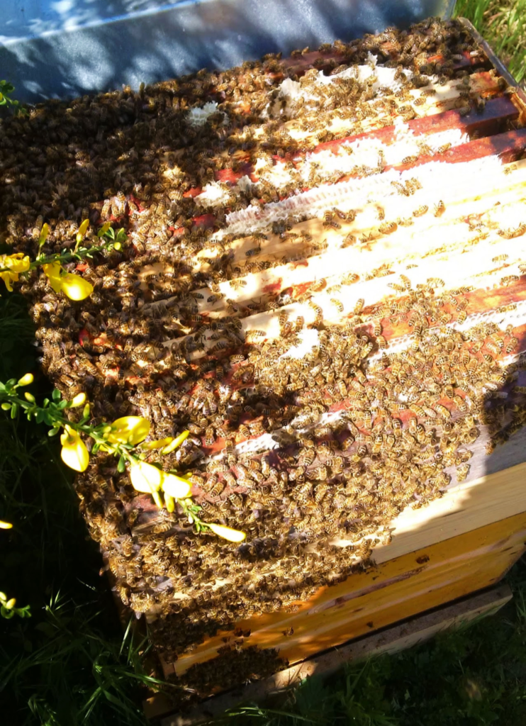 colonie d'abeilles: évaluer et améliorer la qualité - Texereau Apiculture